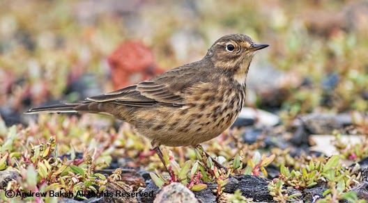 Birding Dude: American Pipit or Buff-belied Pipit...