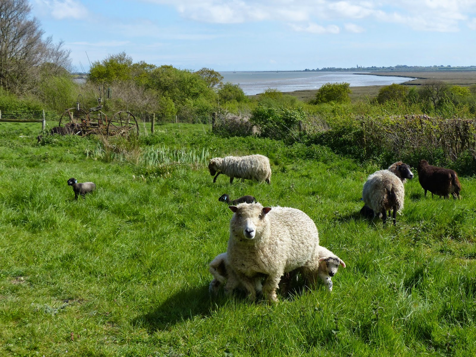 Wild and Wonderful: Heard but not Seen - at EWT Fingringhoe Wick and ...