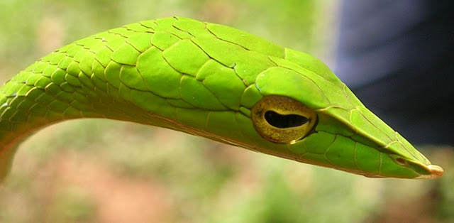 One of the most Amazing Snakes ~ UNUSUAL THINGs
