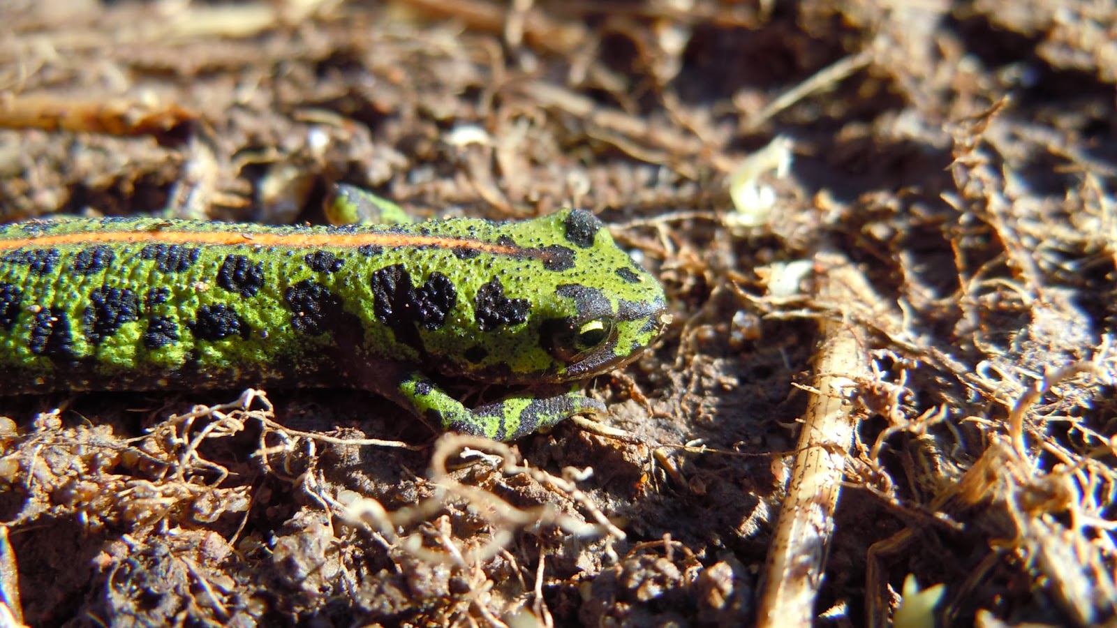 un pedazo de muchas cosas: El tritón pigmeo