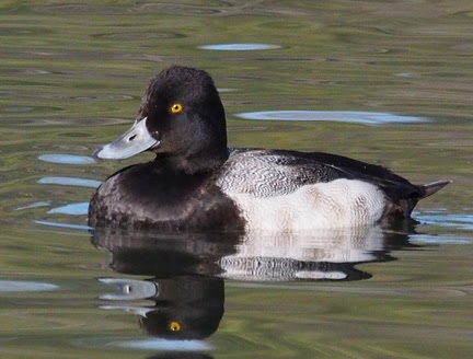 Colin Blogs: Birds I'm Watching: Scaup at Lake Ralphine