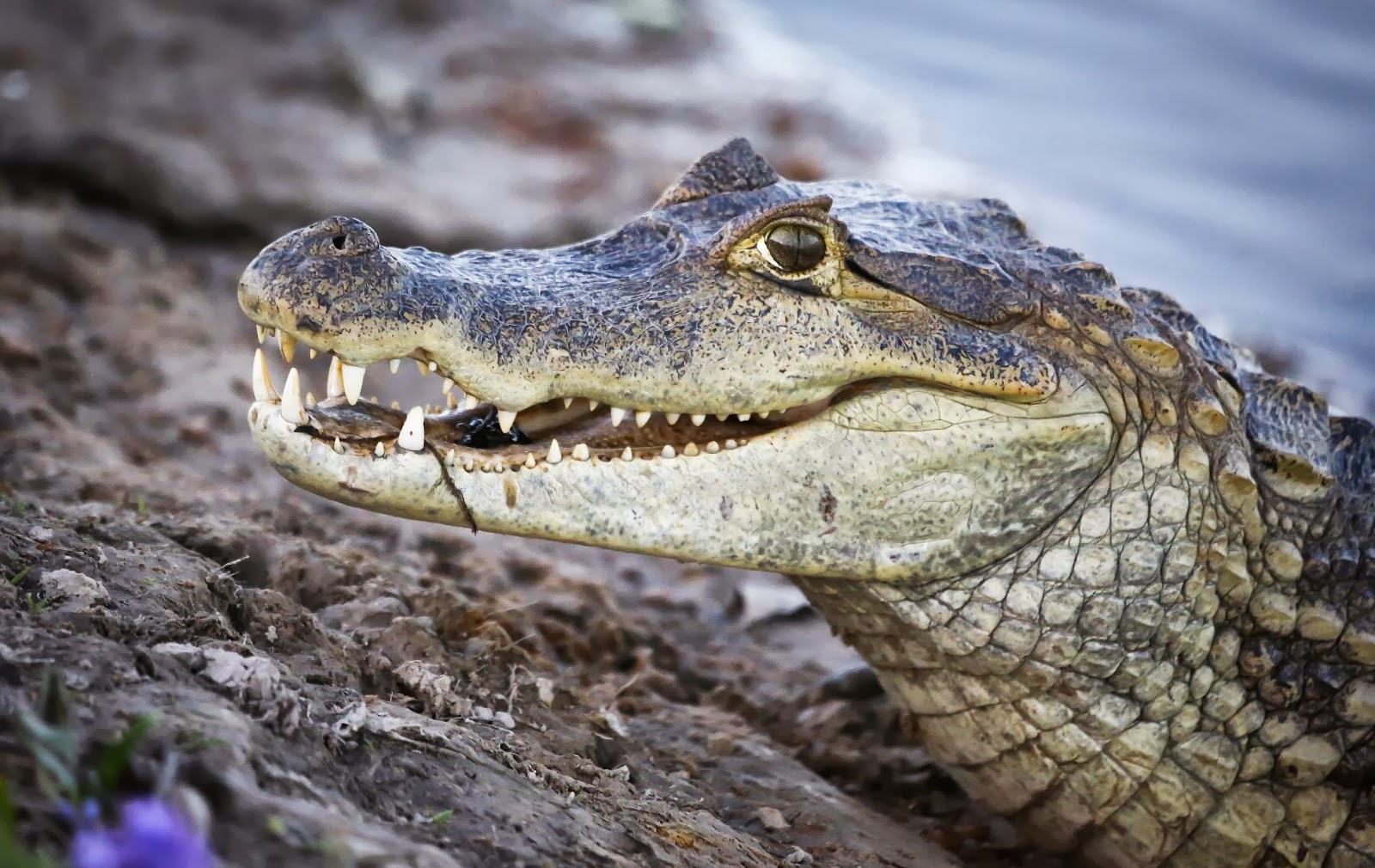 OFF THE BEATEN TRACK: Los Llanos - Animal Safari, Venezuela