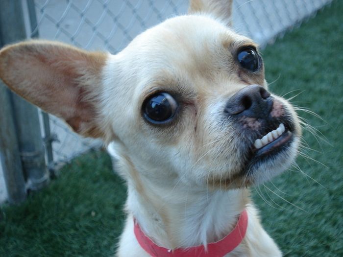 Perros bífios - Prognatísmo perruno. - Xorrada.com