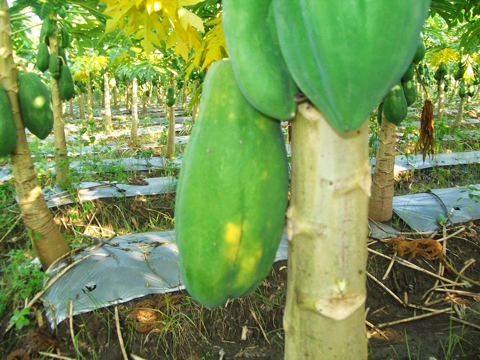 7 LANGKAH CARA MENANAM / BUDIDAYA PEPAYA | Pertanian