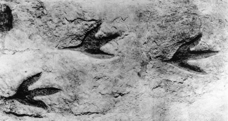 Prehistoric Pub: Help Us Fund Summer Dinosaur Track Research!