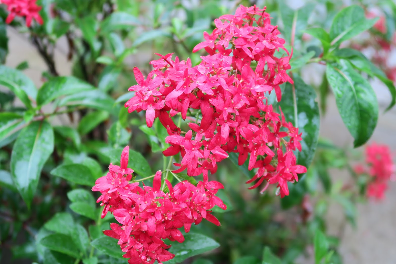Kleyns In The Philippines: * Flowers (Mga Bulaklak) 2