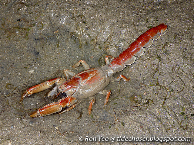 tHE tiDE cHAsER: Mud Lobsters & Mud Shrimps (Phylum Arthropoda ...