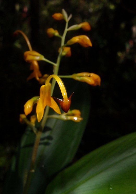 Hort Log: Variegated Globba pendula