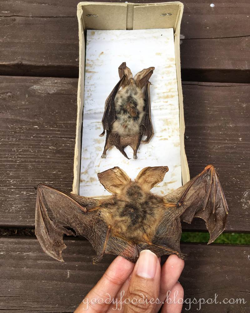 GoodyFoodies: A Bat's Life at Drum Castle, Scotland