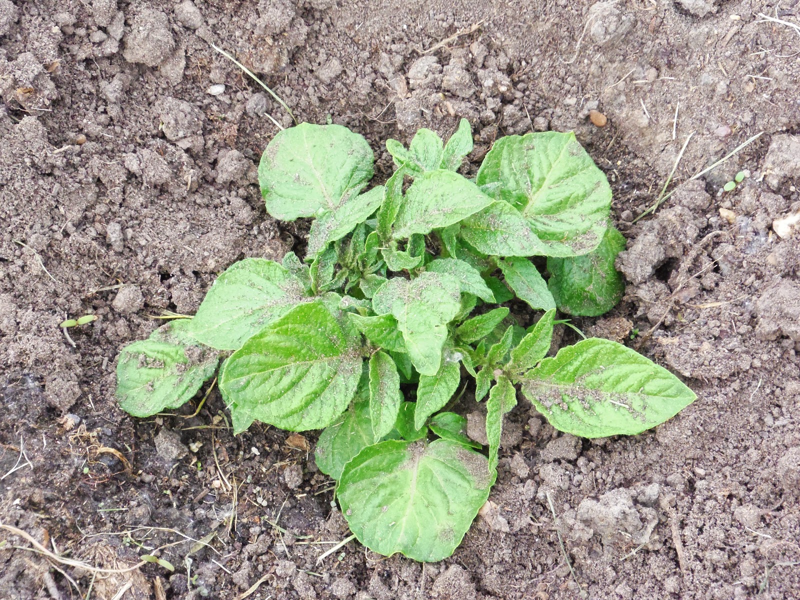 I Will Grow Eggplants: After The Rain