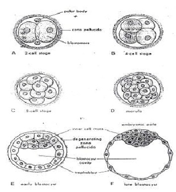 (DOC) Perkembangan Awal Embrio - DOKUMEN.TIPS