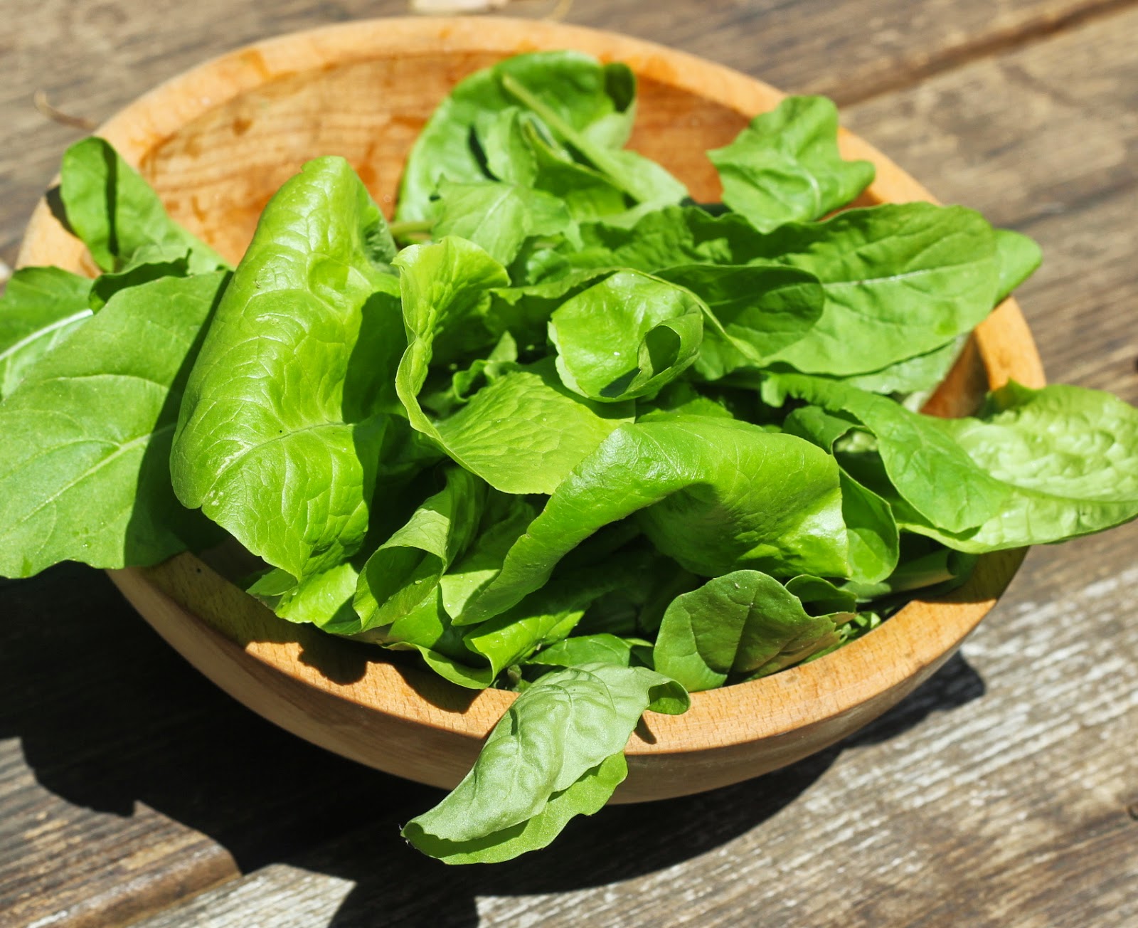 Intrinsic Beauty : In The Garden: "Cut & Come Again" Container Lettuce