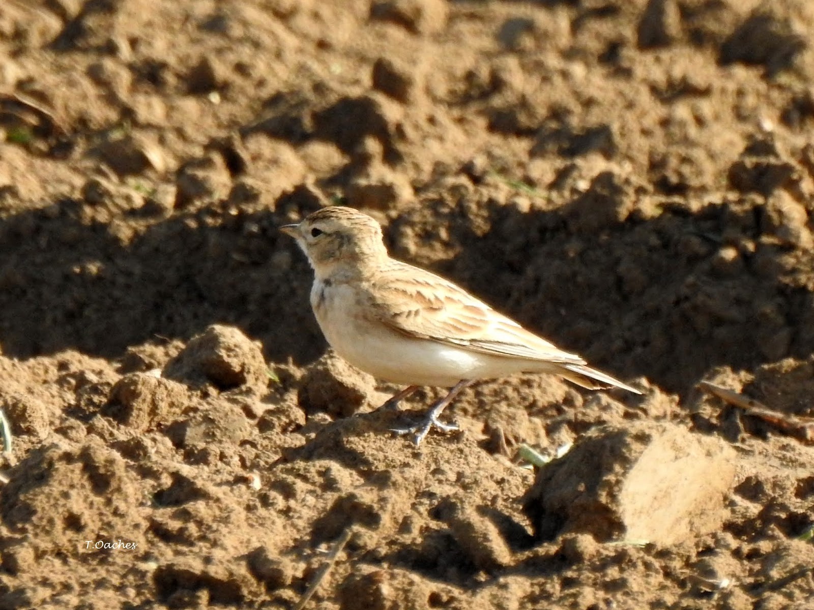 PASARI DIN ROMANIA: CIOCARLIE DE STOL, Calandrella brachydactyla