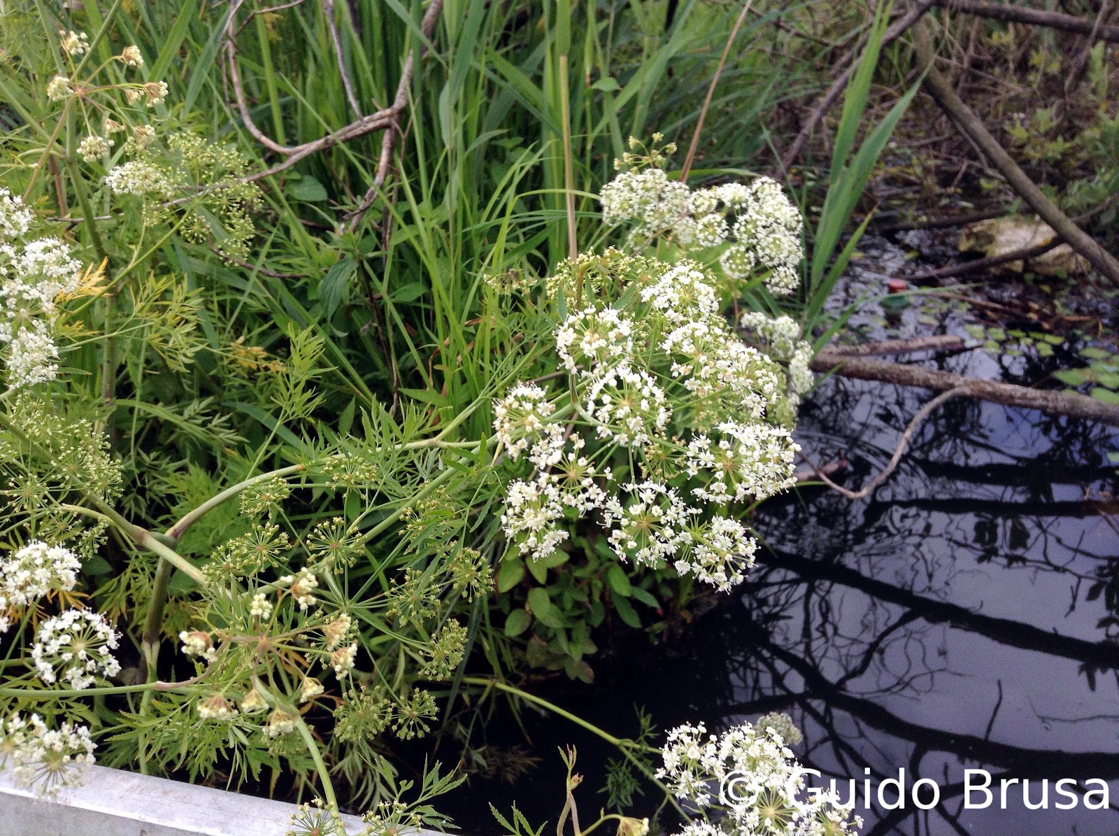 Flora Insubrica: Cicuta virosa