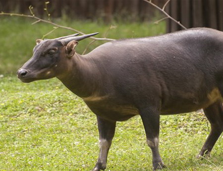 Hewan Anoa (Bubalus Depressicornis) Khas Sulawesi Tenggara