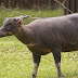 Hewan Anoa (Bubalus Depressicornis) Khas Sulawesi Tenggara
