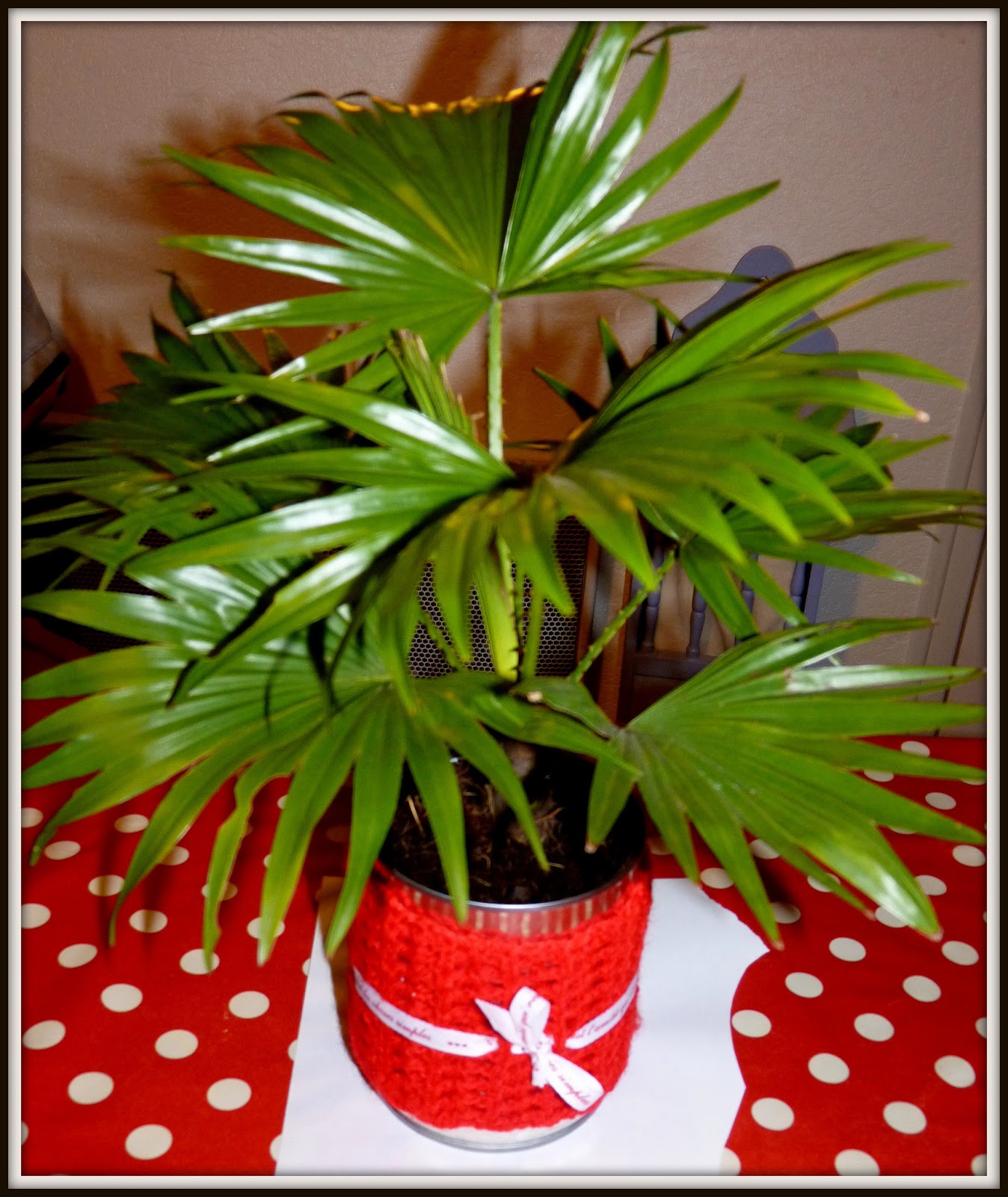 Mon blog: Un joli cache-pot récup pour offrir un mini palmier