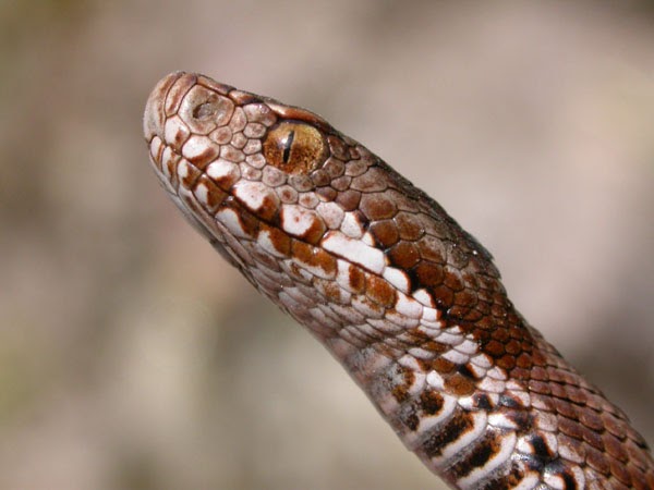 IMÁGENES Y FOTOS DE ANIMALES: Víbora