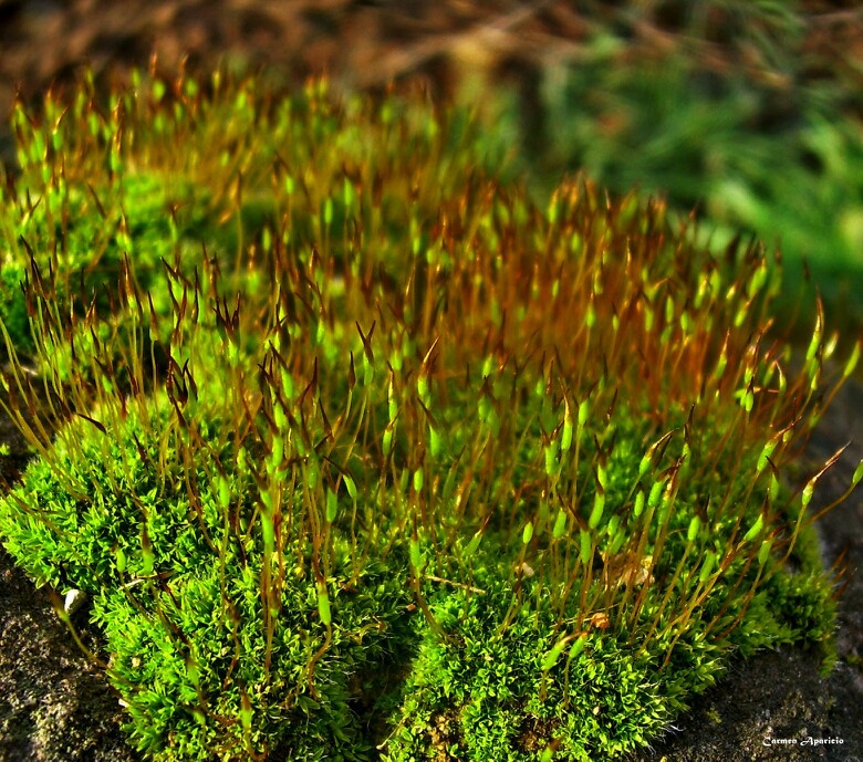 Mirando los detalles: La belleza del musgo