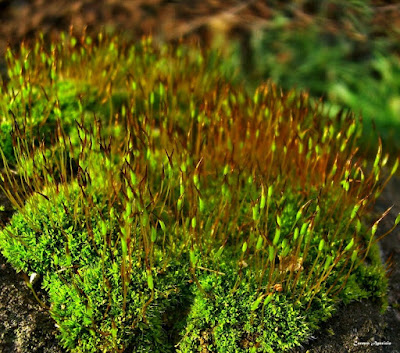 Mirando los detalles: La belleza del musgo