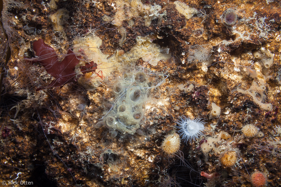 Mick's marine biology: Beautiful tube dwelling worms
