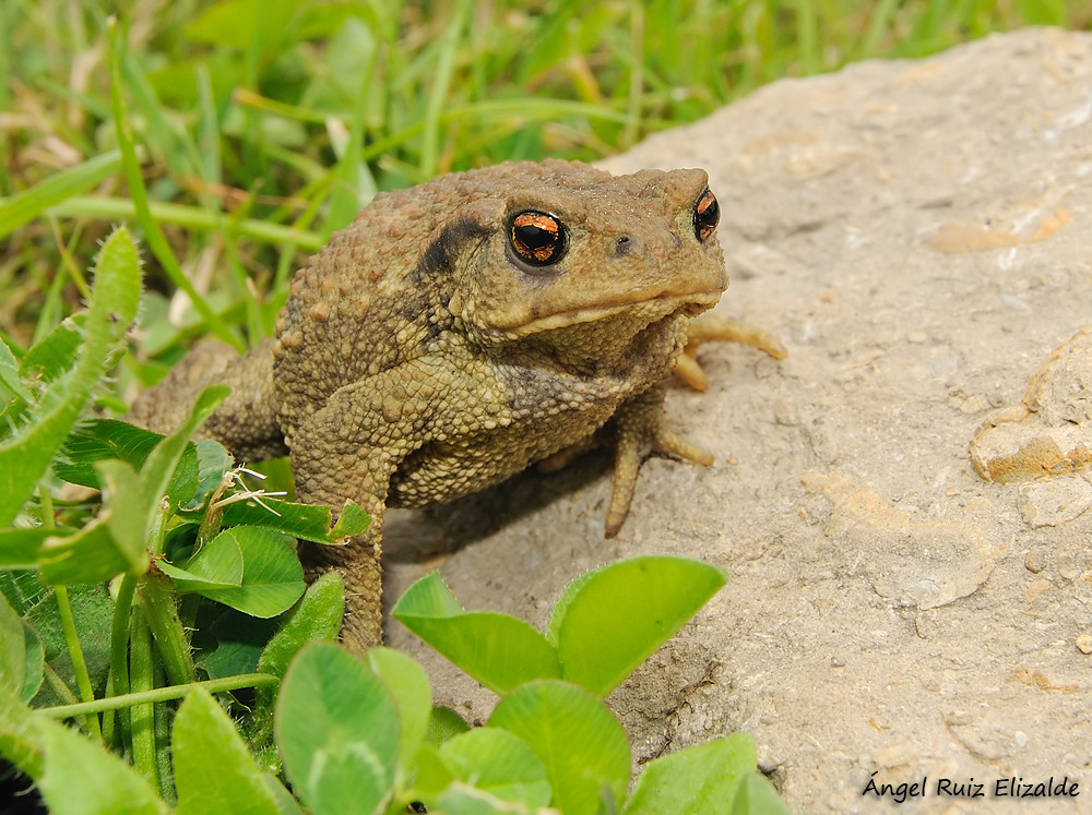 Aves de la Ría de Ajo: Sapo común en mi jardín...