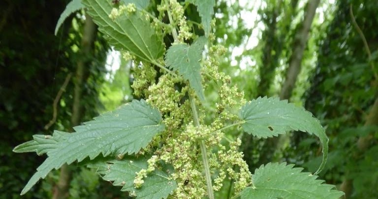 L'ortie et ses graines - Nature et complicités