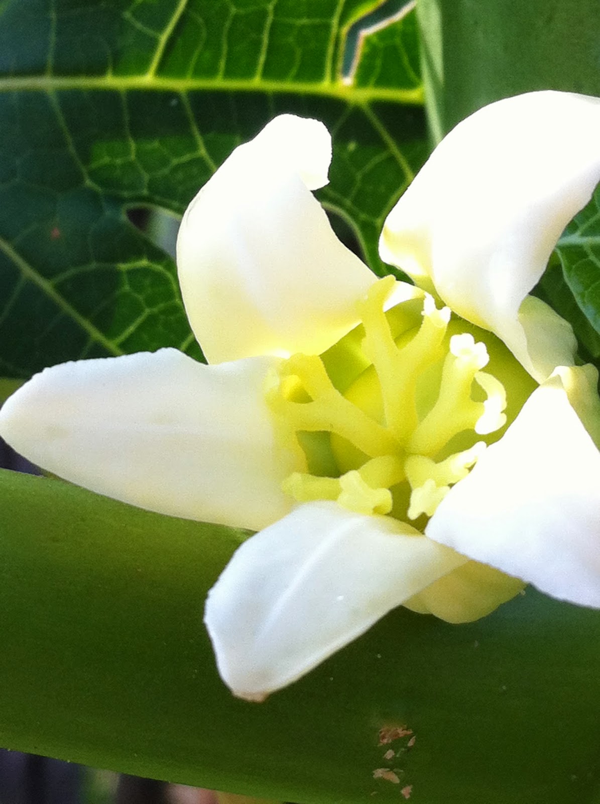 Flor Do Mamão Hermafrodita - RETOEDU