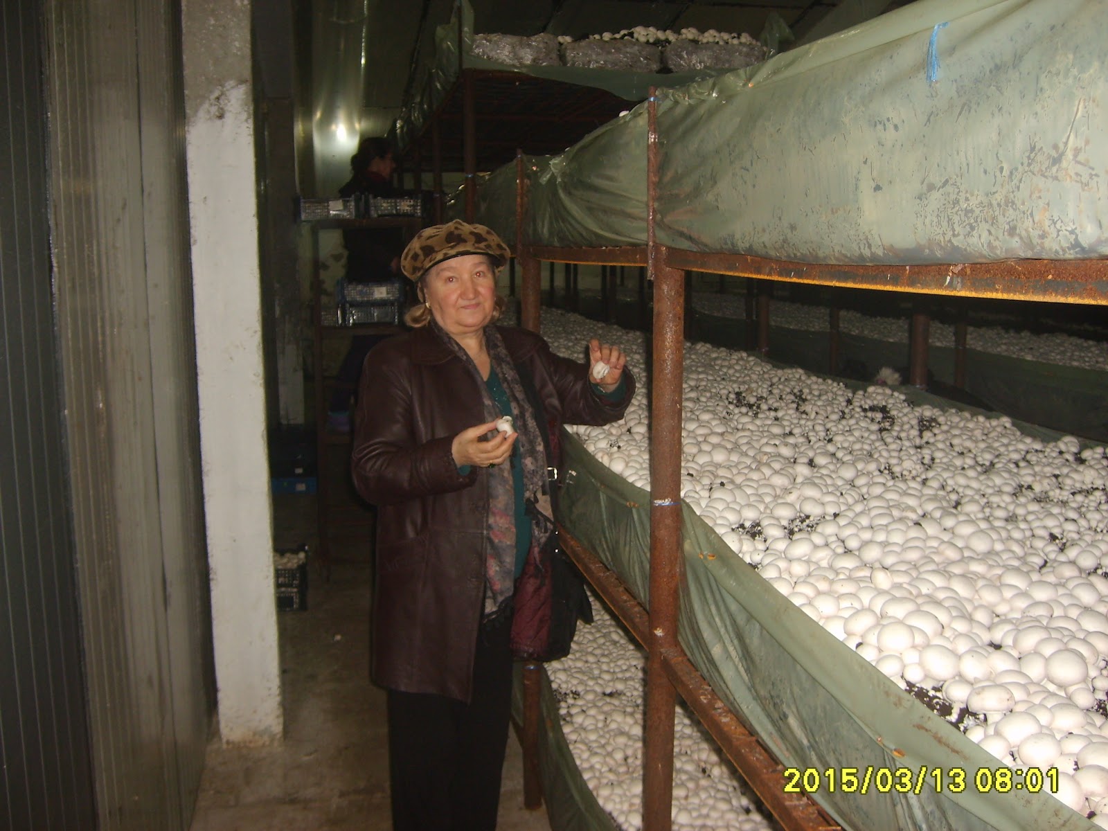 Totul despre ciuperci cu Dr. Ing. Ioana Tudor: Vizita la ciupercaria de ...