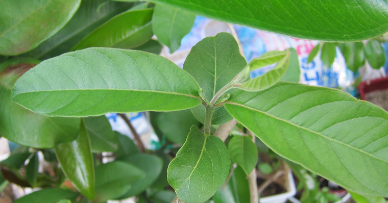 gt_2の熱帯果樹＆小果樹栽培記: Psidium sp.に蕾