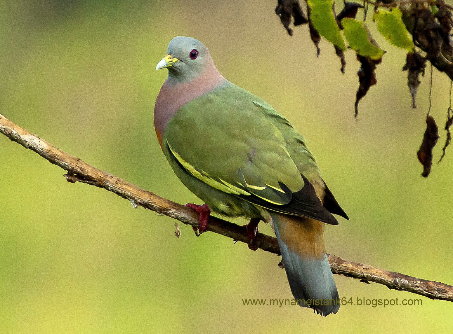 Birds of Malaysia @ mynameistank64: Pink-necked Green Pigeon (Treron ...