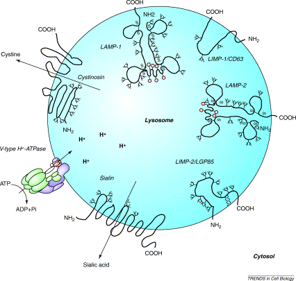 Biology matters: Enzymes tutorial Q2ciii
