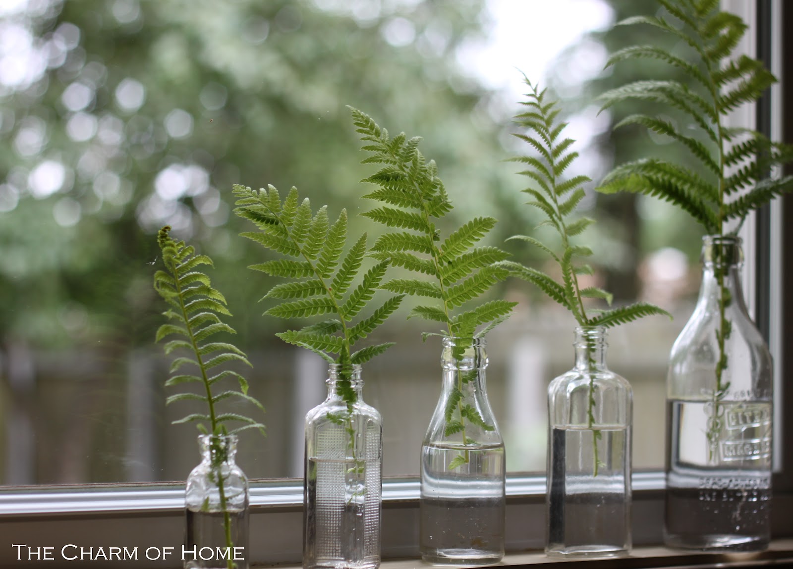 The Charm of Home: Windowsill Ferns