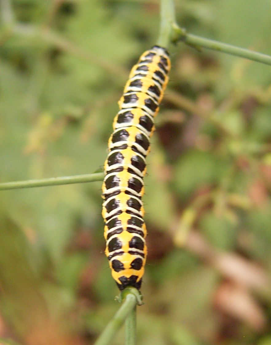 Naturwanderin: Bunte Raupen