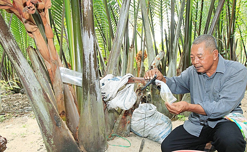 Tradisi Kedah: Cara-Cara Untuk Menghasilkan Air Nira Nipah