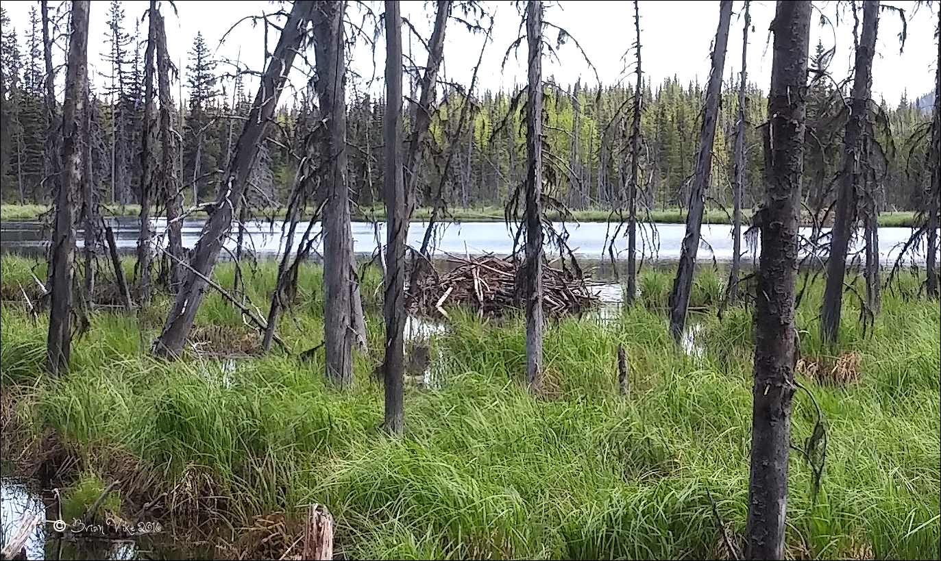 Northern Interior British Columbia: Dead Trees In Swampy Lake Houston ...