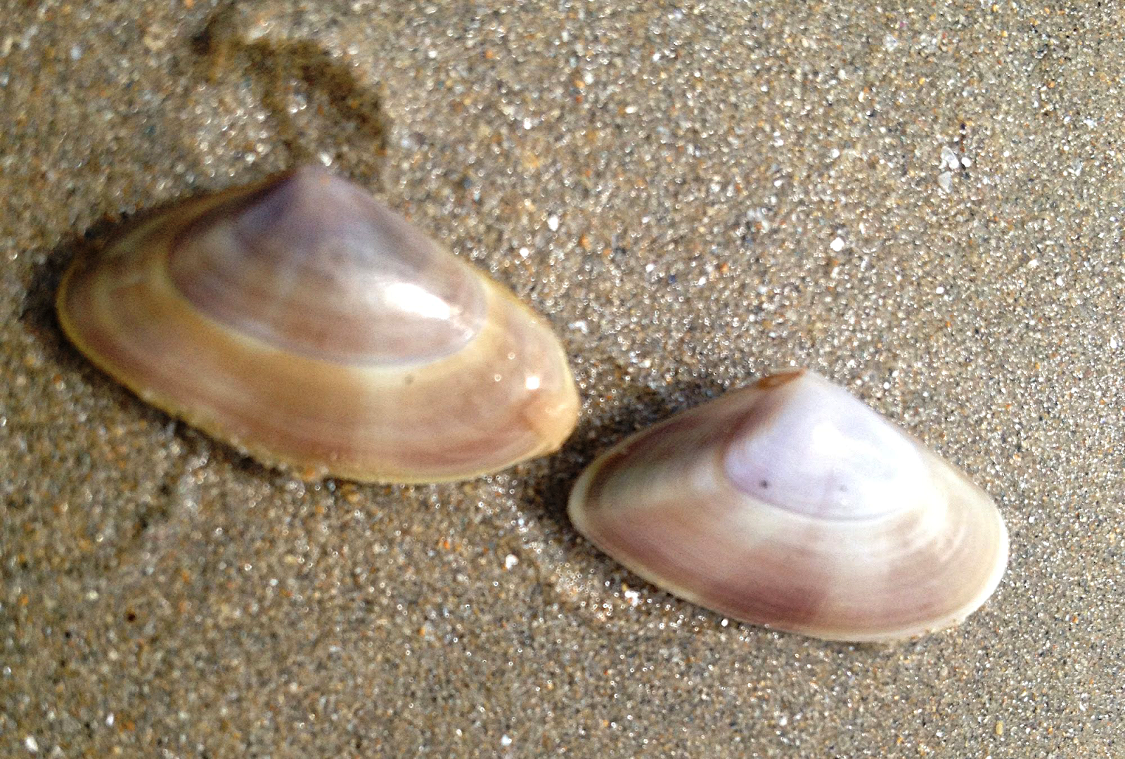 Les mollusques - LABRAX56