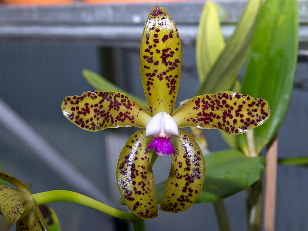 Grow and care Cattleya guttata orchid - Spotted Cattleya | Travaldo's blog