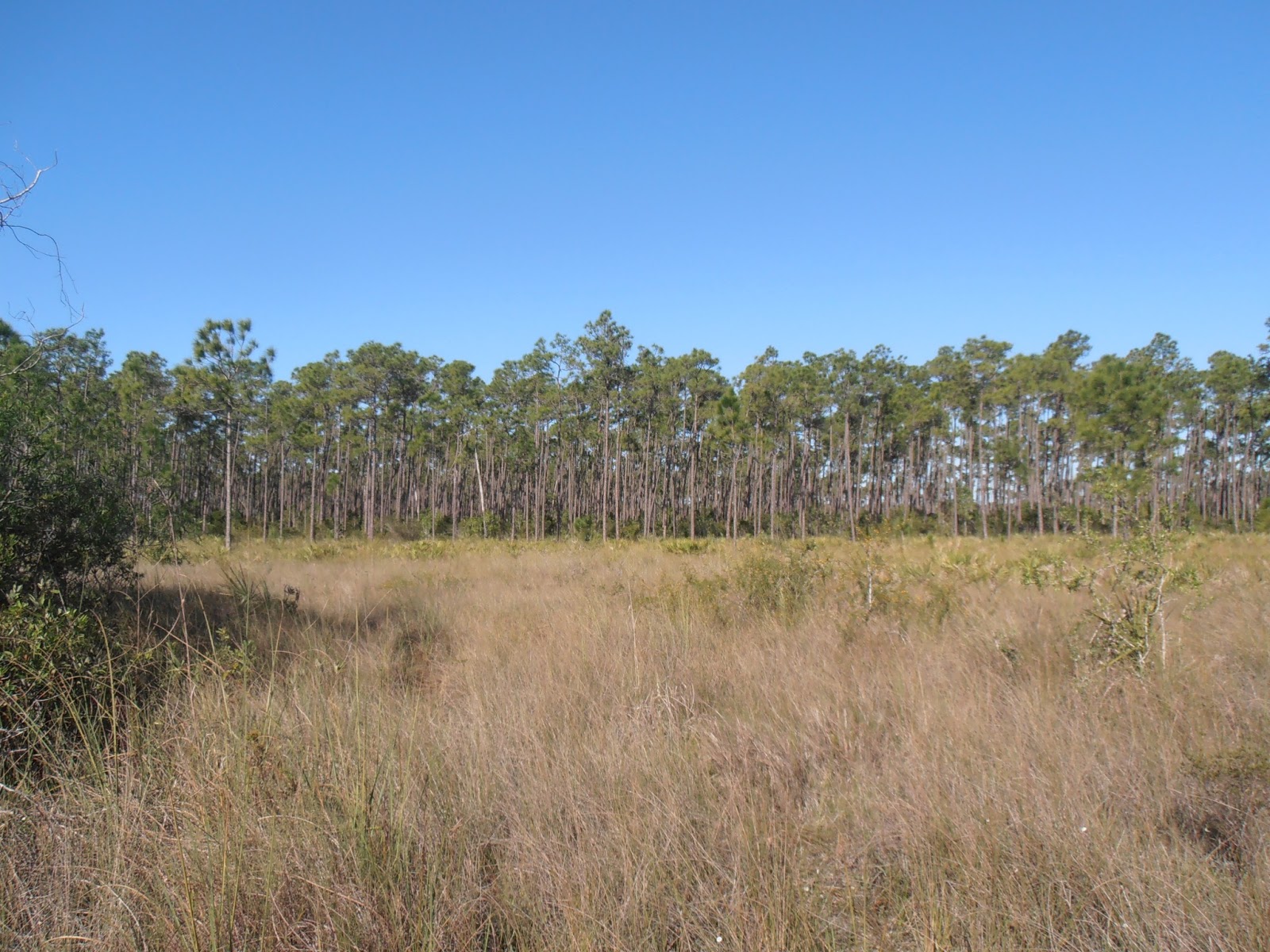 American Travel Journal: Bike Hike Long Pine Key - Everglades National Park