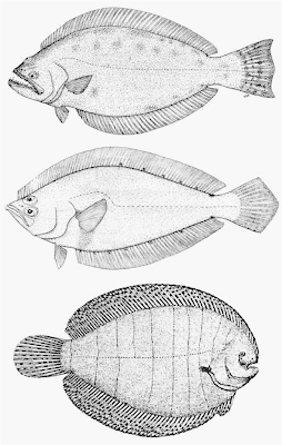 Mostly Open Ocean: Flatfish eyes: The twice solved mystery