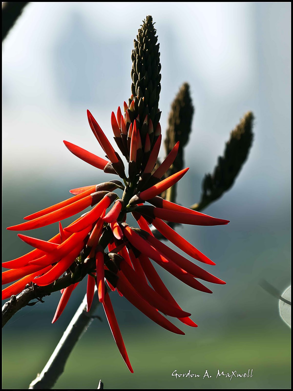 Vacation 2011: Flowers of Brazil