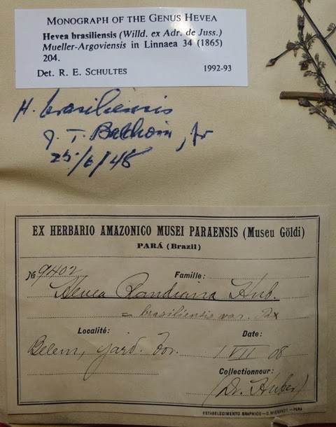 Jacques Huber and the Amazonian Botany: Plant collections