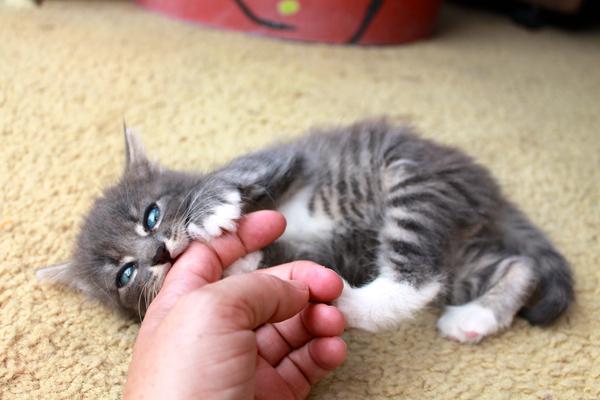 Vet Tips: Managing Your Cat’s Biting and Scratching