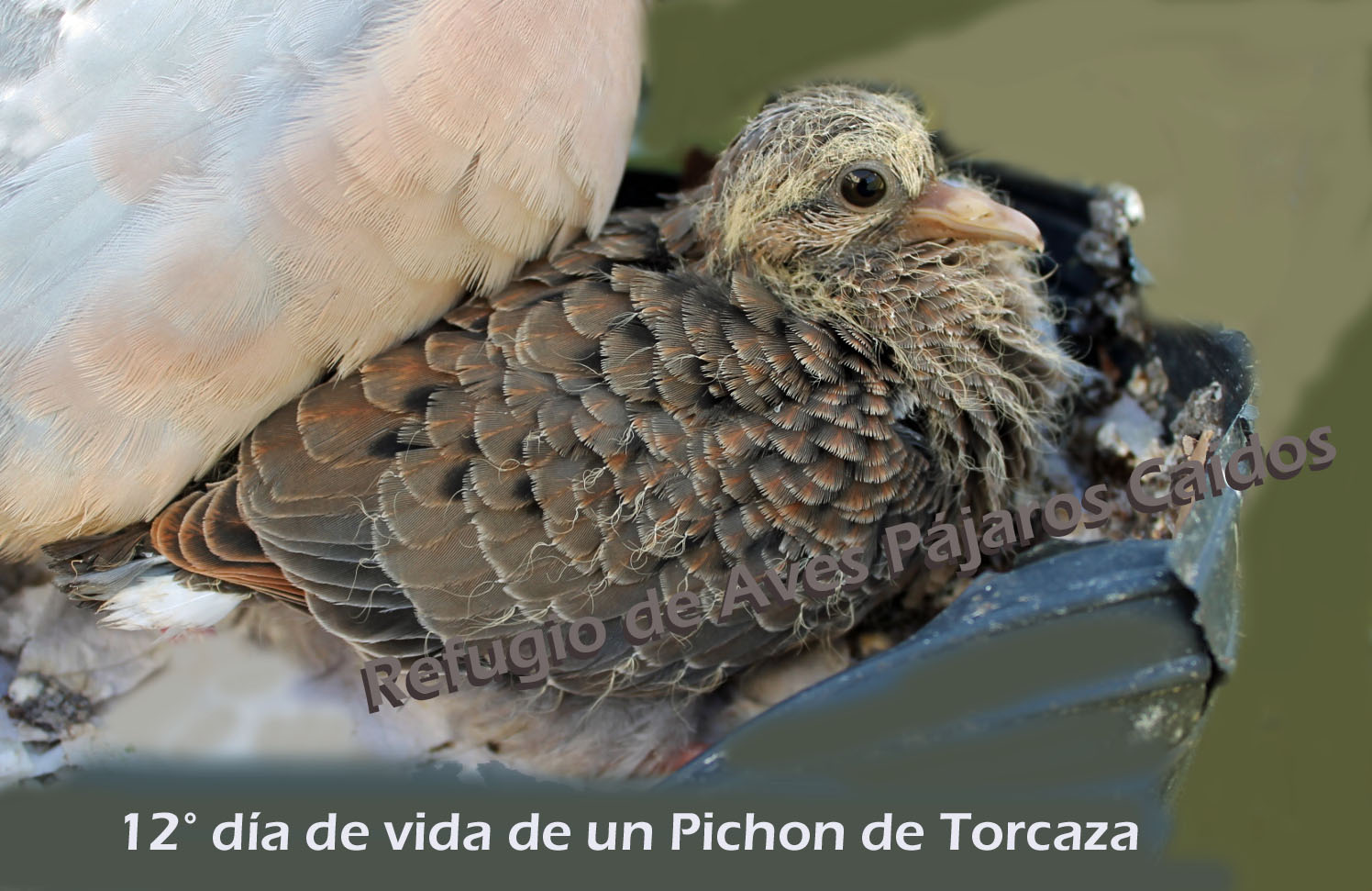 Pichón de Torcaza (Zenaida auriculata). Fotos del recién nacido hasta ...