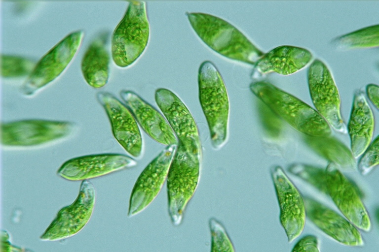 Euglena