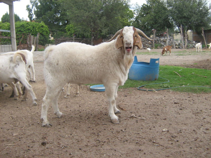 Criadero de Chivos Boer