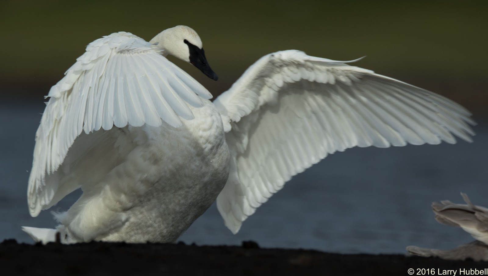 Union Bay Watch : The World's Largest Swans