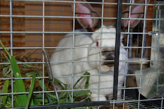 Our Little Backyard Farm: Meat Rabbits