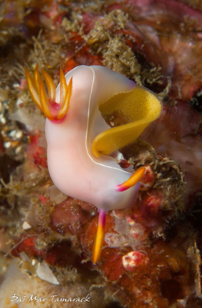 Capturing the Moment: Nudibranch Behaviors in the Lembeh Strait