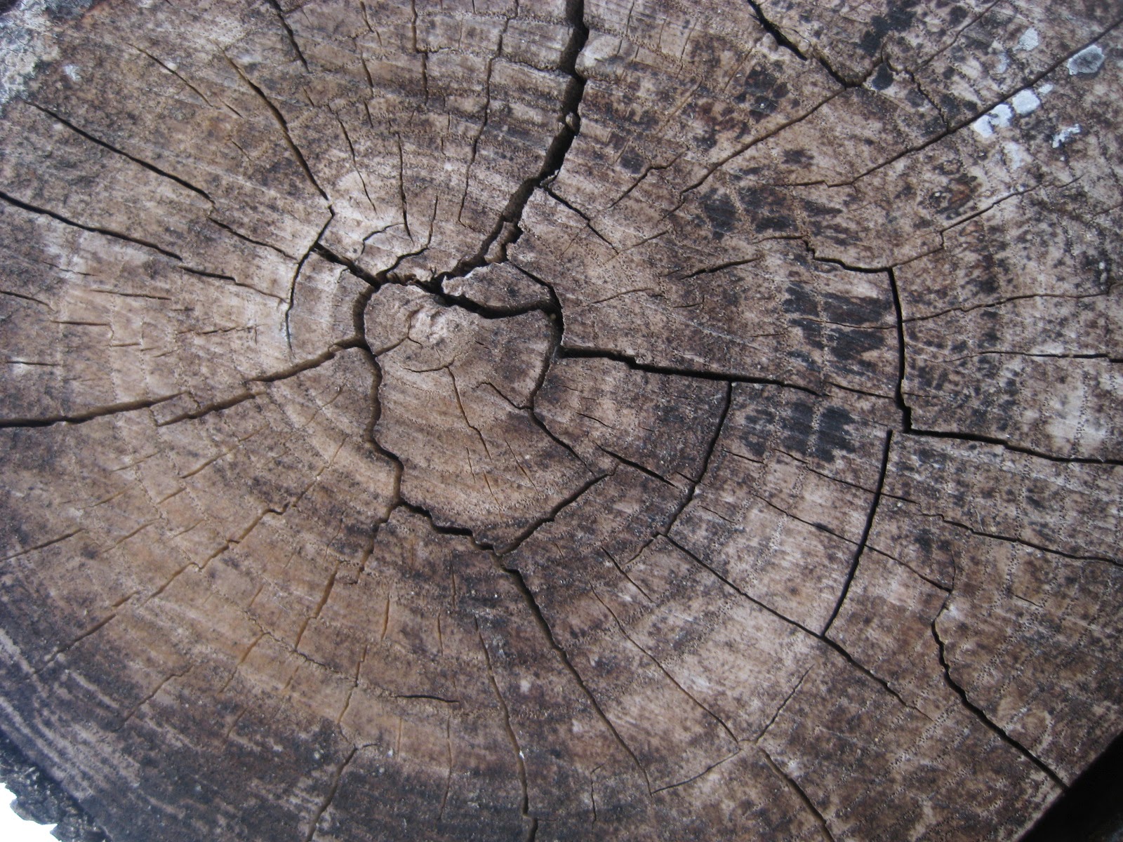 Azul turquesa bitácora de Teresa: Ejemplos de texturas naturales.